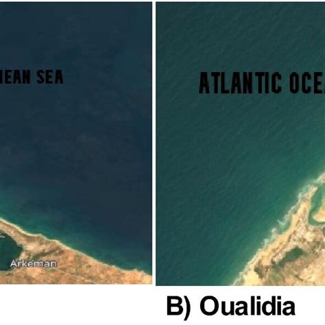Cross Comparison Of 31 Synechococcus Oligotypes In Marchica And Download Scientific Diagram