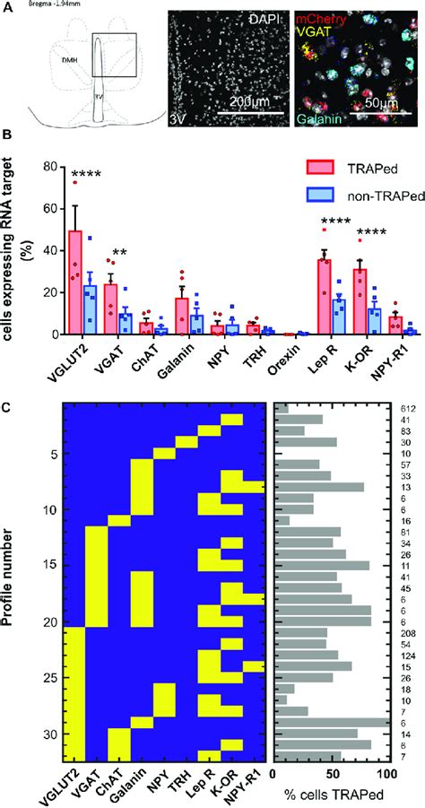 Multiplex Rna Ish Rnascope Data N 5 Torp 1 Hm3dq Female Mice A Download Scientific