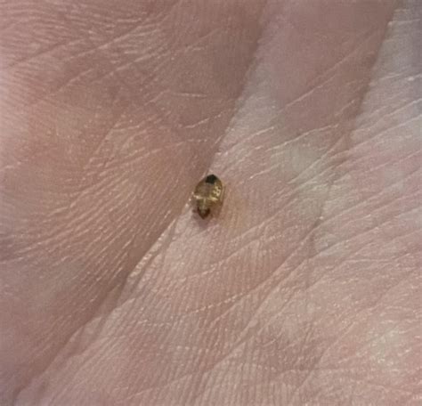 Is This A Bed Bug Found Crawling On My Notebook In A Cafe Rbedbugs