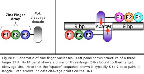 Zinc Finger Dna Binding