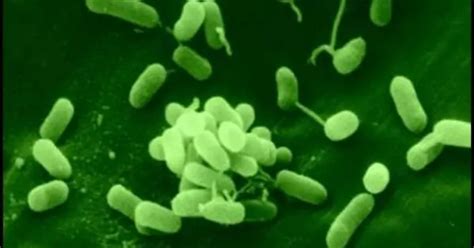 Rhizobacteria Qs Study