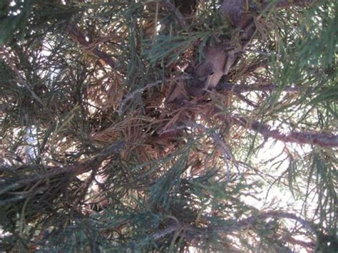 Juniper Trees With Browning At The Center