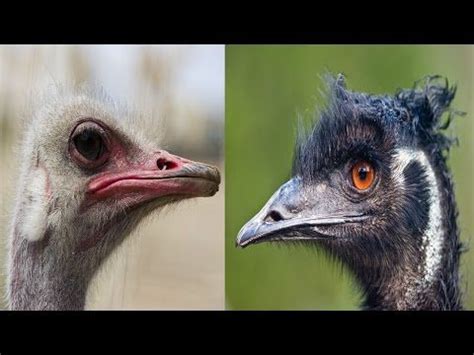 Emu Compared To Ostrich Hasma
