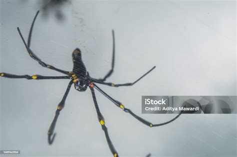 Spider Nephila Pilipes Golden Orbweb Spider On Netting Web Closeup