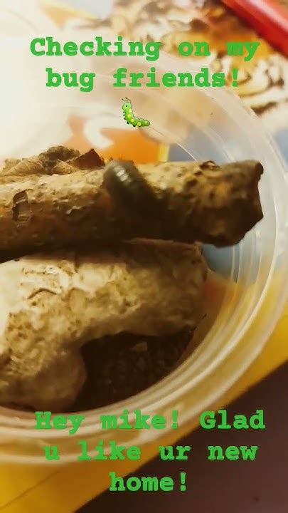 Checking On My Bugs 🐜💨 Youtube