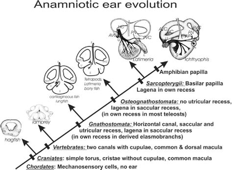 Neuron Development Semantic Scholar