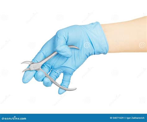 Dental Forceps Stock Image CartoonDealer Com