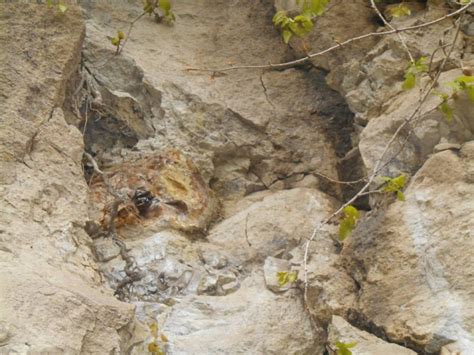 გოდერძის ნამარხი ტყის ბუნების ძეგლი Travel In Georgia