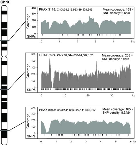 location sequence coverage and snp distributions for the three phaxs