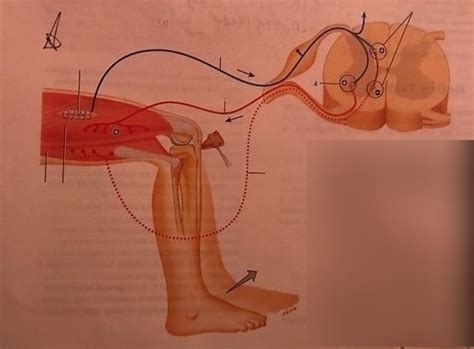 Patellar Reflex Arc Diagram Quizlet