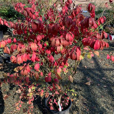 Dwarf Burning Bush Southern Idaho Landscape Center