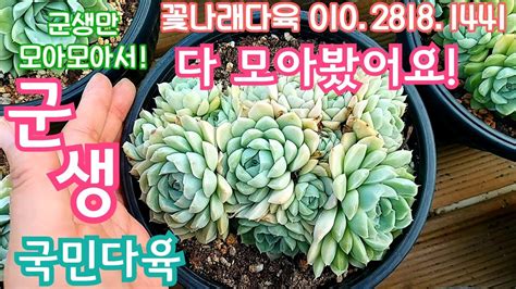 국민다육 군생만 모아모아서 꽃나래다육의 착한 가격 예쁜 군생을 한번에 만나보세요 꽃나래다육 01028181441 유료광고