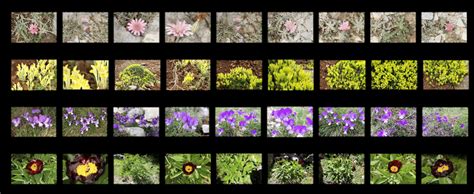 Sample From The Grasp 125 Plant Image Dataset Download Scientific