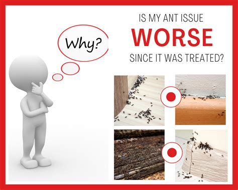 Why Is My Ant Issue Worse Since It Was Treated