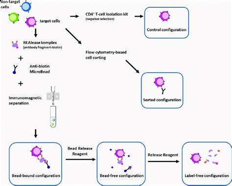Schematic Illustration Of Cell Separation Techniques And The Resulting Download Scientific