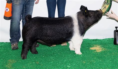 2025 Judging Contest Class 4 Hampshire Barrows The Pig Planet