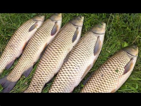 Добавив секретну добавку і Кормачки пішли в рознос! Амури на кормаки ...