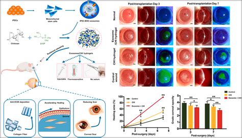 Preparation Of A Thermosensitive Hydrogel Loaded With Mesenchymal Stem Download Scientific