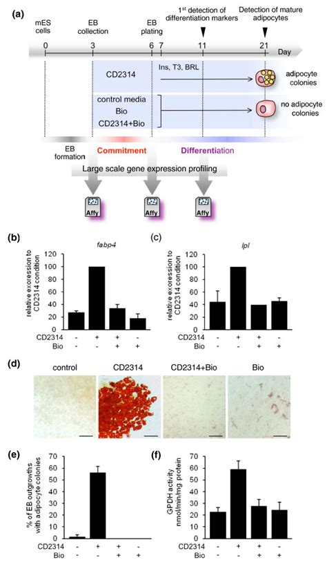 Experimental Strategy Used For Large Scale Gene Expression Profiling Of Download Scientific