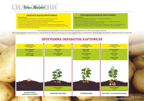Лучшие удобрения для картофеля: органические, минеральные ...