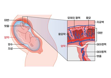 병원 수술삽화성형인체메디컬 일러스트 작업합니다 크몽