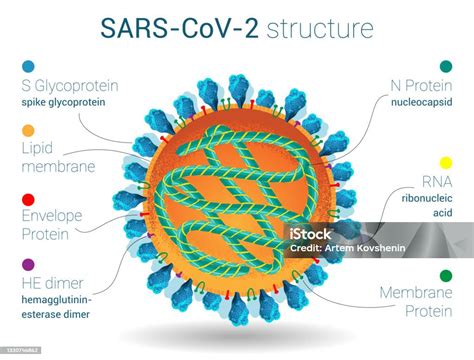 Struktur Sarscov2 Anatomi Virus Ilustrasi Stok Unduh Gambar Sekarang Nucleocapsid Virus