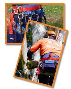 Tree Services For Brisbane S Commercial Domestic Customers