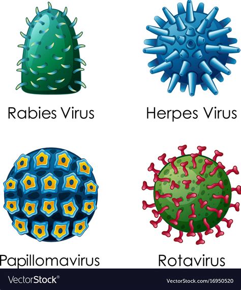 Four Types Viruses On Poster Royalty Free Vector Image