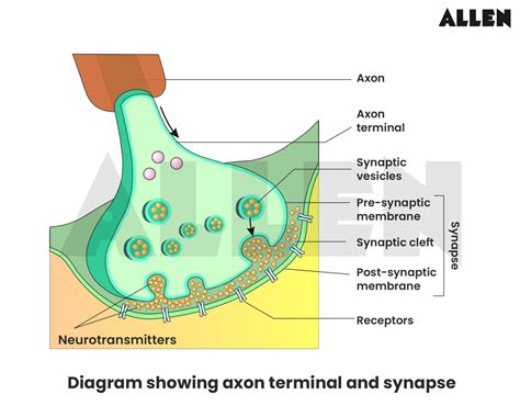 Electrical Synapse: Introduction, Types and FAQs