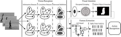 The Architecture Of The Proposed Model Of Visual Primary Cortex Download Scientific Diagram