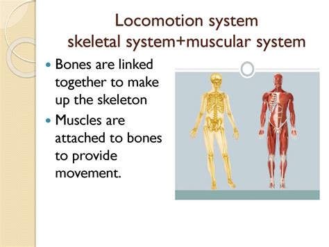 Locomotion System презентация онлайн