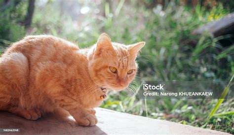 아침 햇살이 비치는 정원의 콘크리트 바닥에 앉아 있는 생강 얼룩 무늬 어린 고양이의 행복오렌지 고양이 야외 가축에 대한 스톡 사진 및 기타 이미지 Istock