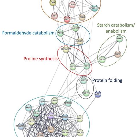 String Functional Interaction Network Of The 40 Most Connected