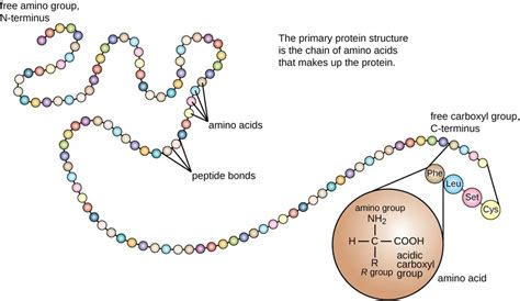 Four Types Of Protein Structure With Diagram Primary Secondary