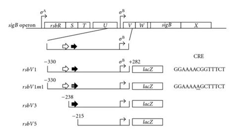Schematic Depiction Of The Rsb Or Sigb Operon In B Subtilis Top As