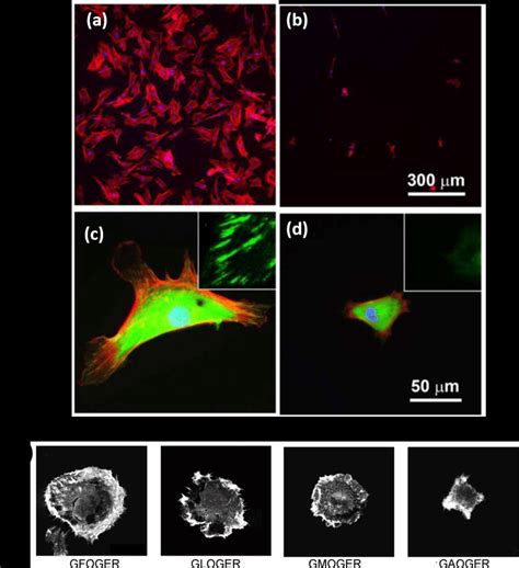 Ligand Density Of The Substrate And Ligand Affinity Affects Cellular Download Scientific