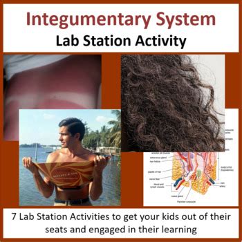 Integumentary System Lab Station Activity By Teach With Fergy TPT