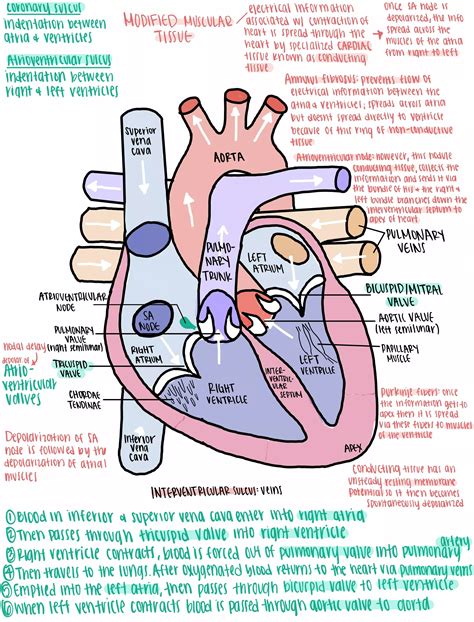 Heart Diagram Structure And Function Of The Heart In 2025 Medical School Motivation Heart