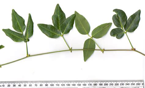 Trifoliolate Virtual Herbarium