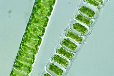 Ulothrix Klm Bio Scientific