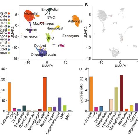 ScRNA Seq Analysis Of Wild Type Mouse Brain A Unsupervised Download Scientific Diagram