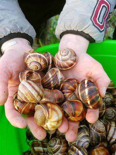 „ააგროვე ლოკოკინა მოგვიტანე და მიიღე თანხა“ ლოკოკინების გადამამუშავებელი ქარხნის სოციალურ