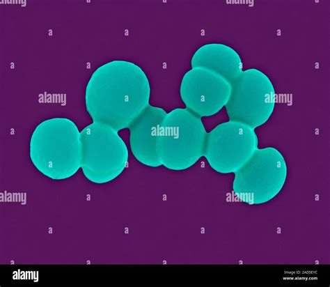 Coloured Scanning Electron Micrograph Sem Of Staphylococcus Aureus Gram Positive Mrsa