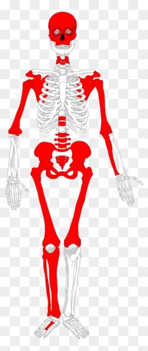 Body Of Undetermined Sex Was Either Oversampled Lacked Human Skeleton Diagram No Labels