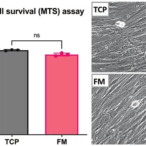Results Of Mts Assay For Assessment Of Cell Mitochondrial Activity The Download Scientific