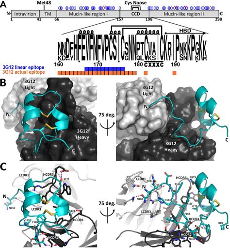 Conformational Flexibility In Respiratory Syncytial Virus G Neutralizing Epitopes Pmc