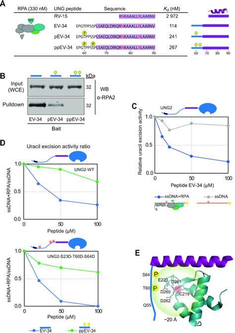 Rpa2 Winged Helix Domain Facilitates Ung Mediated Removal Of Uracil From Ssdna Implications For