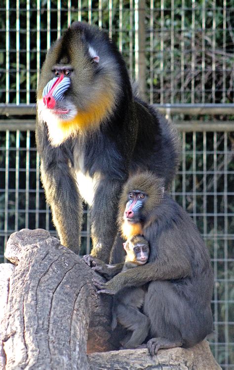 Mandrill Baboon Teeth