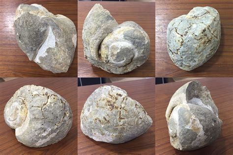 Trying To Identify These Gastropod Fossils Fossil Id The Fossil Forum