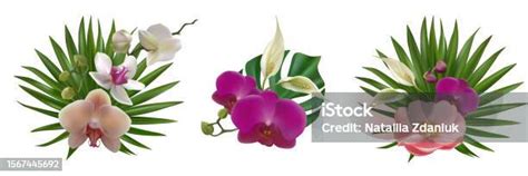 열대 꽃과 나뭇잎의 밝은 벡터 그림입니다 난초 플루 메리아 프랜지파니 종려 나무 잎 꽃다발 세트입니다 이국적인 열대 배경입니다 0명에 대한 스톡 벡터 아트 및 기타 이미지